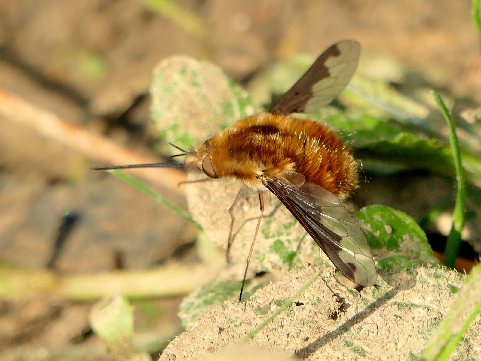 Peter Lovett's ramblings : Dark-edged Bee-fly, Bombylius major in ...