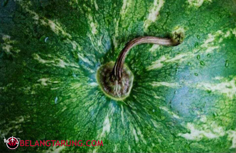 Tips Memilih dan Membeli Buah Tembikai yang Terbaik