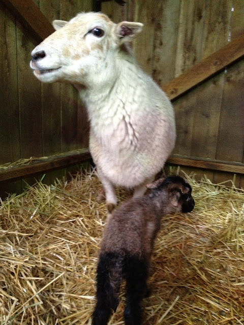 BCxFour: Birth of a Lamb