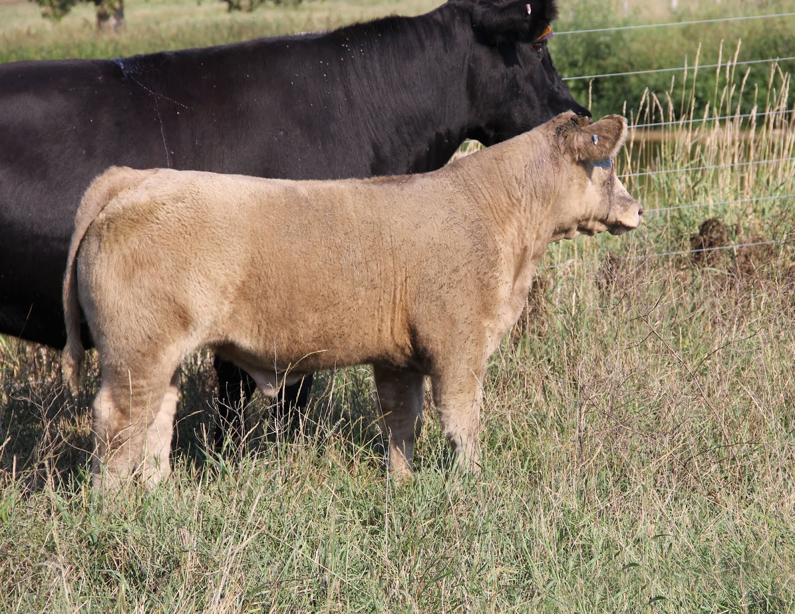 Frye Cattle: Tag 203 Solid Gold Steer Updated Picture