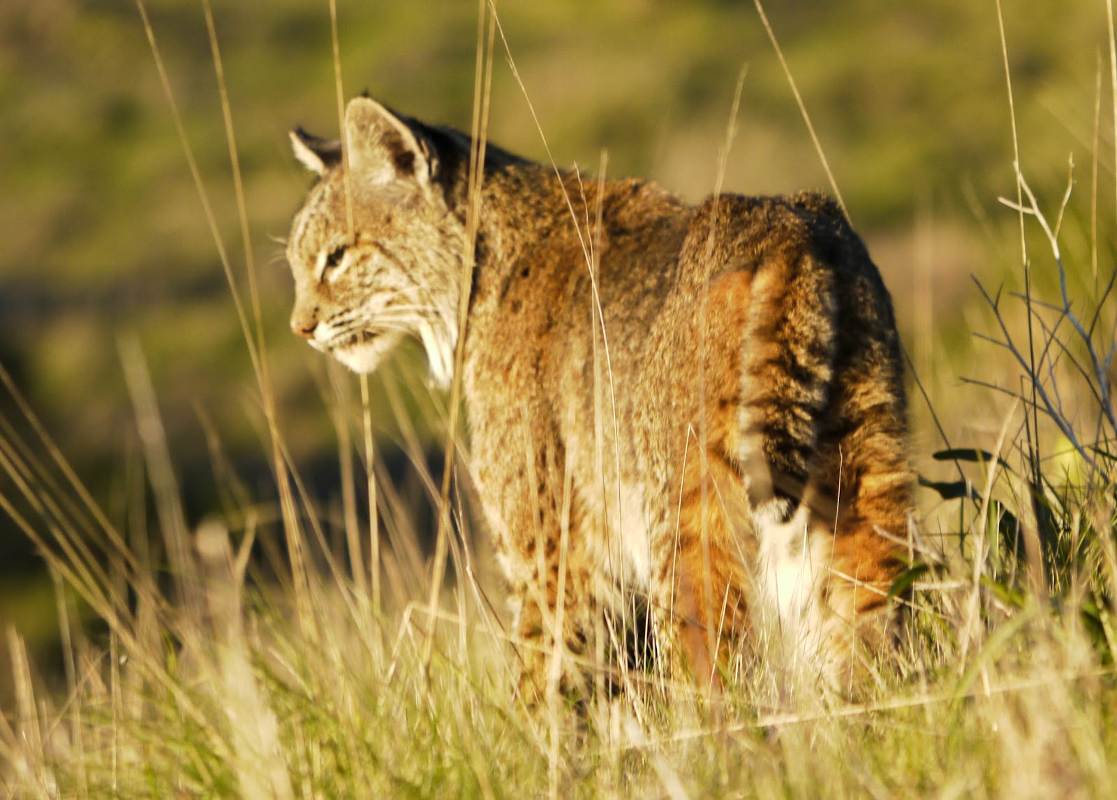 photoscope: Bobcats (Lynx Rufus)