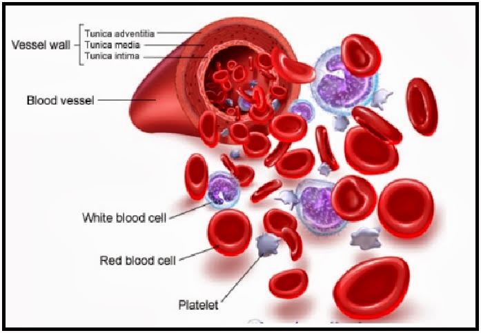 ARTIKEL IPA: Darah - Artikel Biologi SMP Kelas VIII