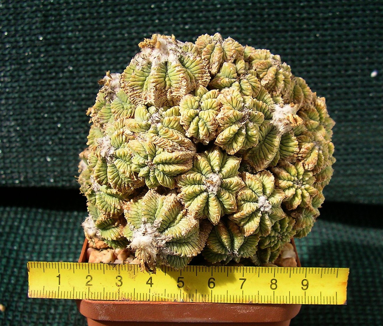 Ariocarpus and Rare Cacti: Aztekium ritteri Ref: 14041112