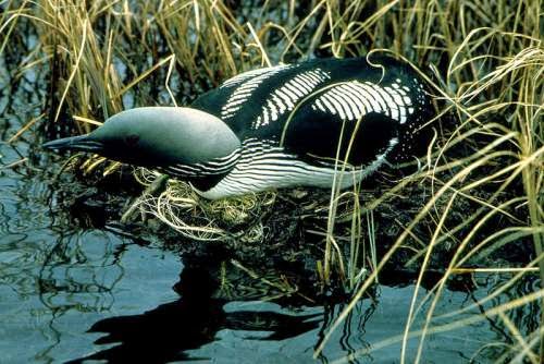 Birds of India | Bird World: December 2014