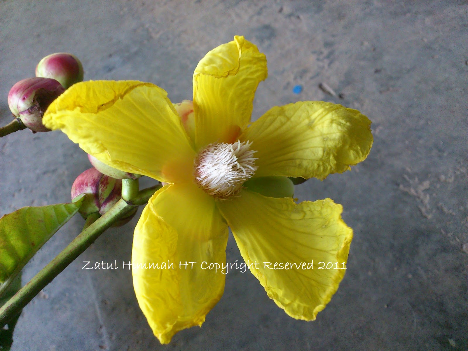 Educational Technology: The Simpur Story