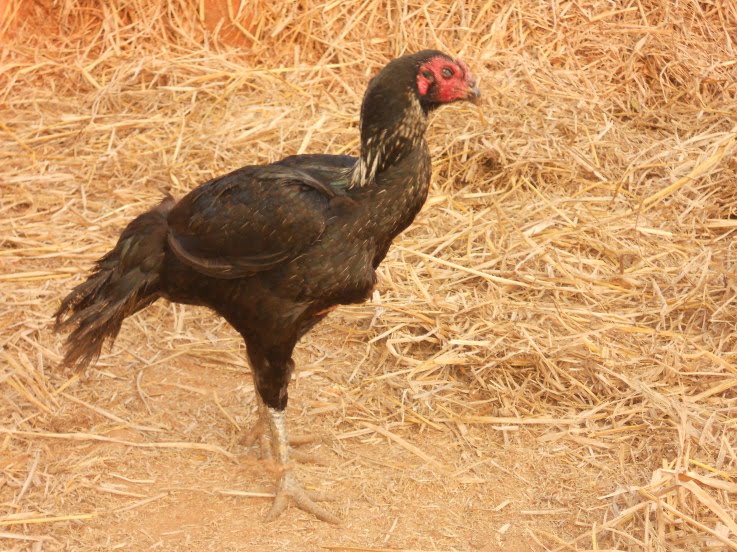 Fighting Rooster: pure knife fighter hens