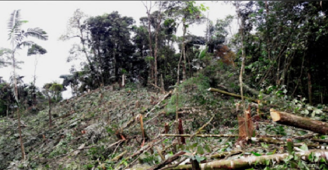 Ecorregión selva alta : CONOCIENDO LA SELVA DEL PERÚ