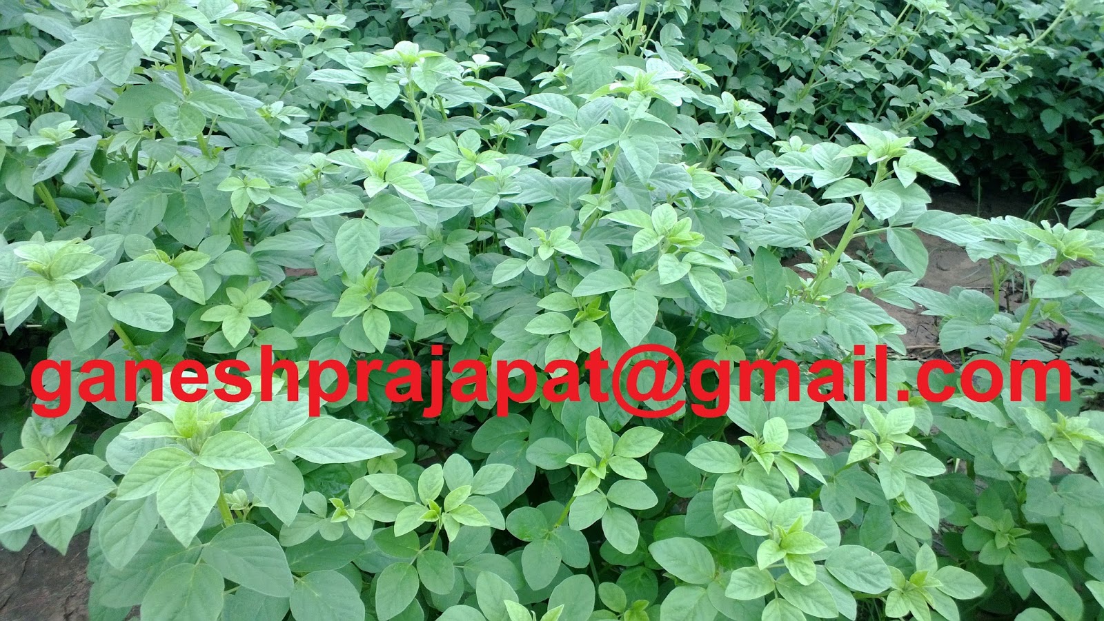 GUAR GUM INFORMATION AND GUAR GUM CULTIVATION IN INDIA: GUAR PHOTO GALLERY