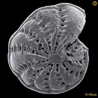 FORAMINIFERA BENTHONIK DAN LINGKUNGAN PENGENDAPAN ~ POROSITAS