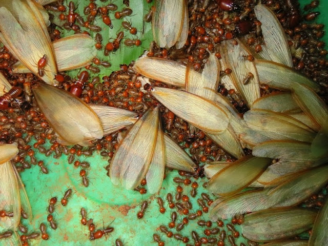 HUU NI MSIMU WA UVUNAJI WA KUMBIKUMBI UNAONADANA NA KIPINDI CHA MVUA ...