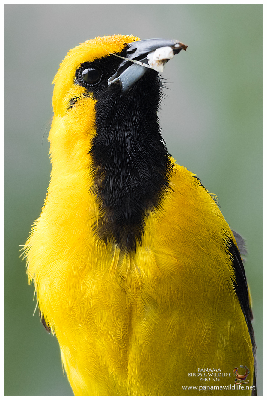 Once more around the Pipeline Road (pt. 1)