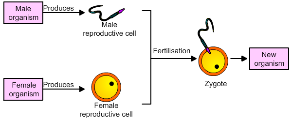 YJX Home Revise: 4.2 Human Reproductive System