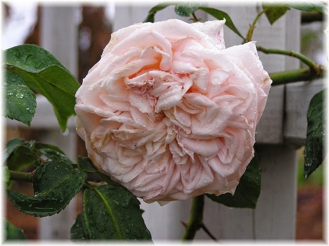 Growing Old Garden Roses in Florida