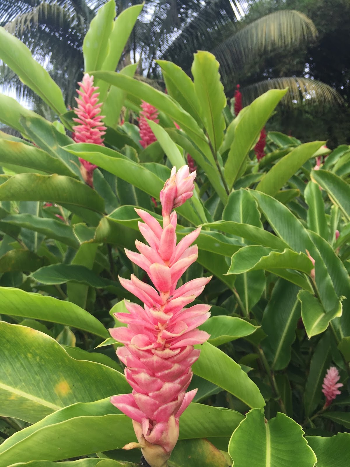 Grădină şi călătorii