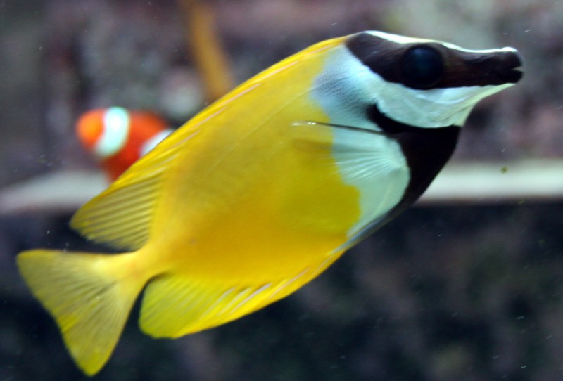 Rabbitfish - Fishes