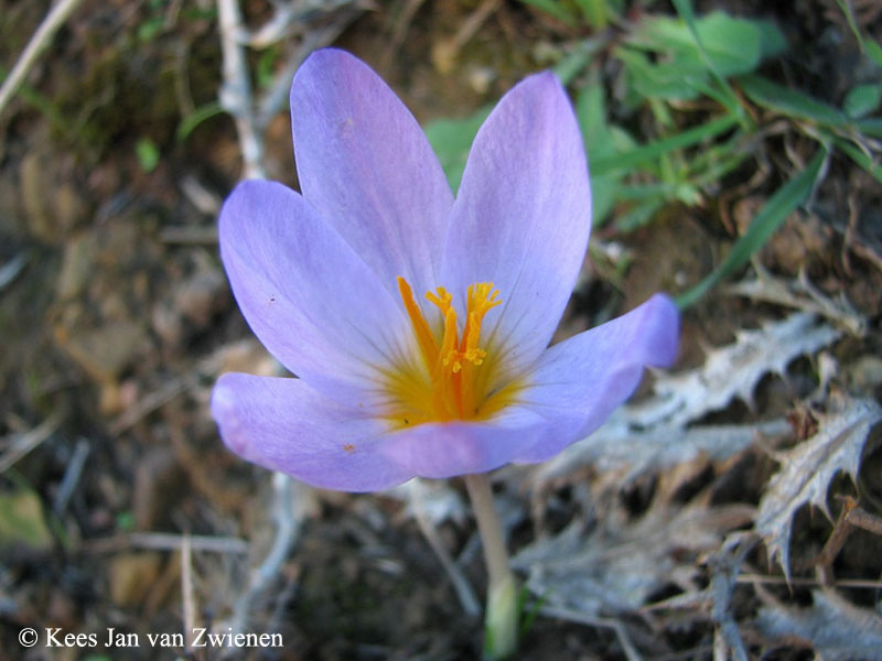 The Country Of Crocuses: Crocus serotinus subsp. salzmannii