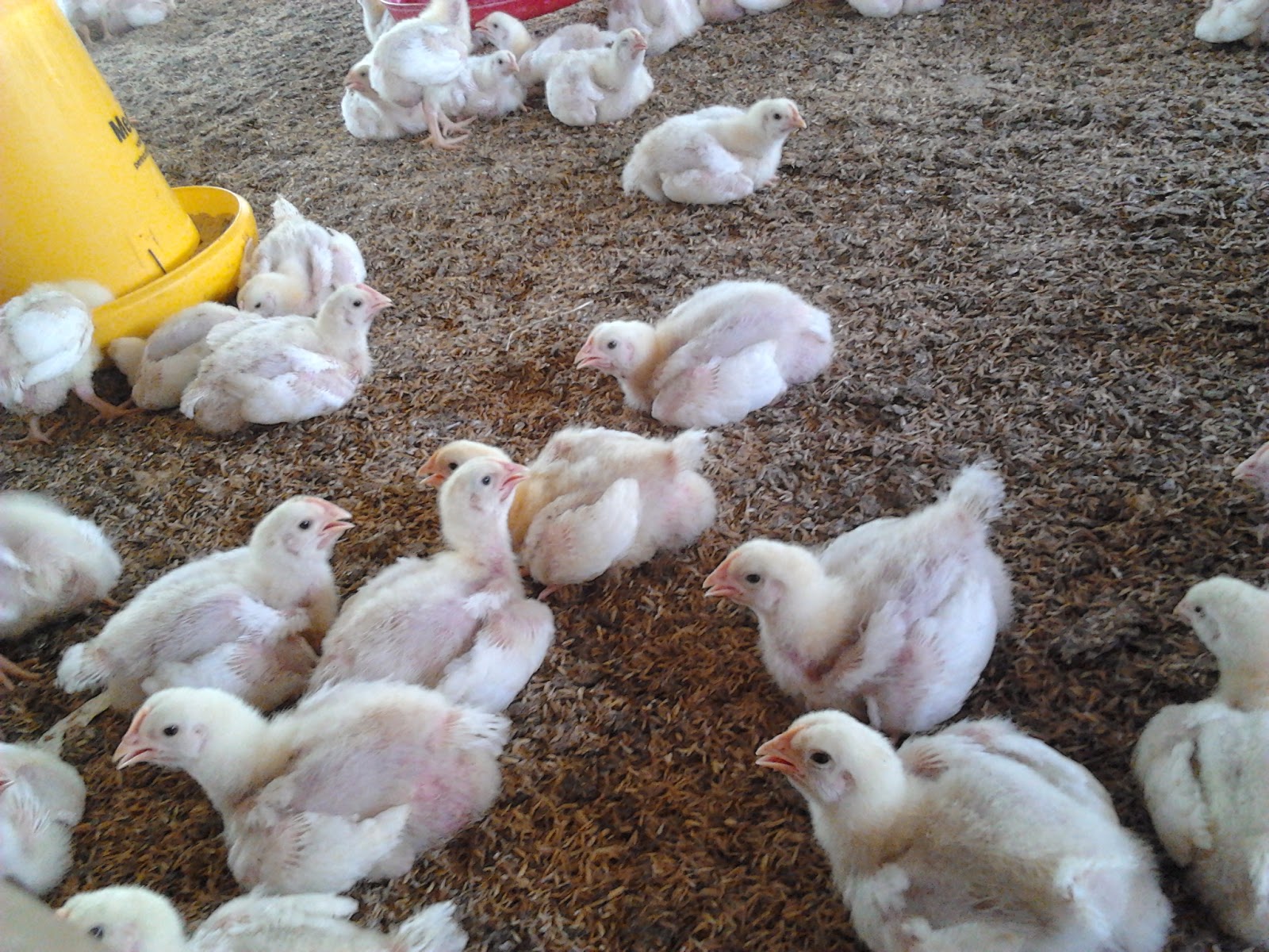 Ayam Broiler dan Ayam Kampung Super (Halal): Ayam Halal, Ayam Broiler ...