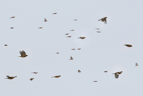 TwO Owls Blog: Normandie Visual Migration - 'VisMig'