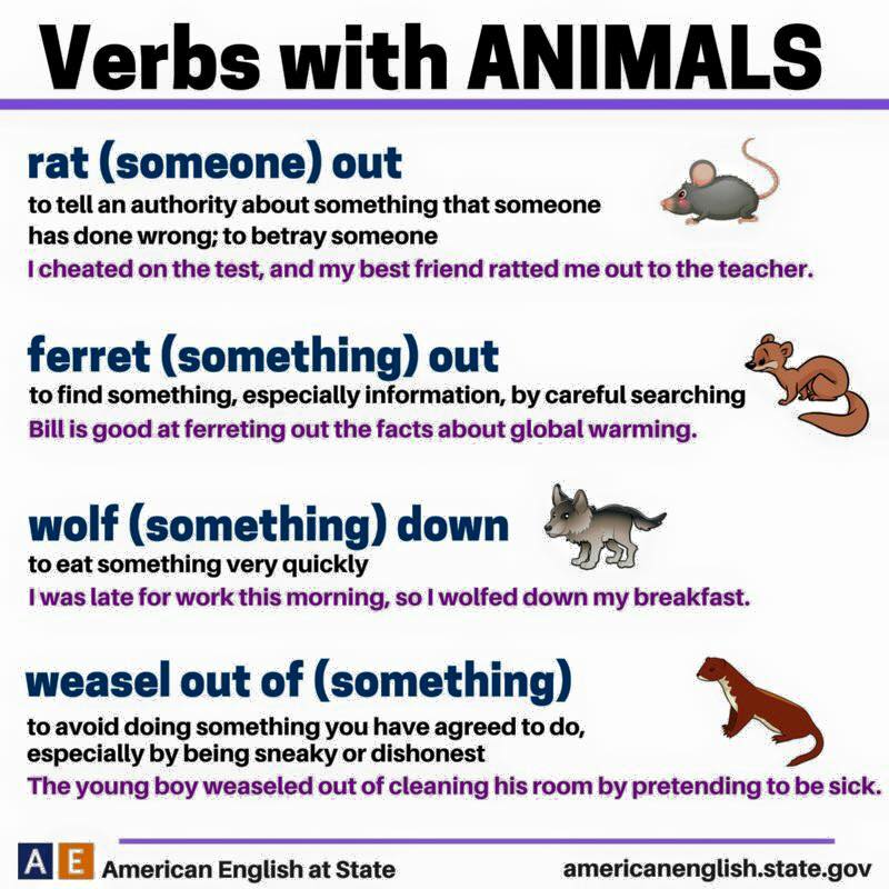 English is everywhere: Verbs with animals