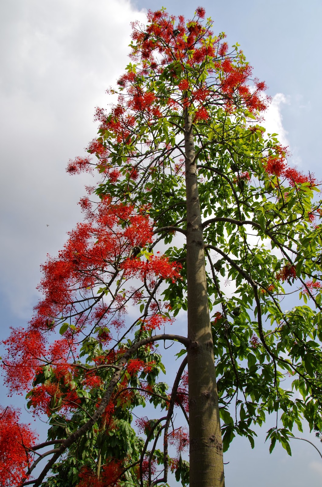 Trees and Plants: Illawarra Flame Tree