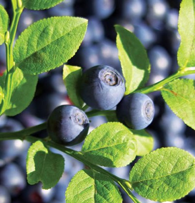Society and Culture: Folklore of berries