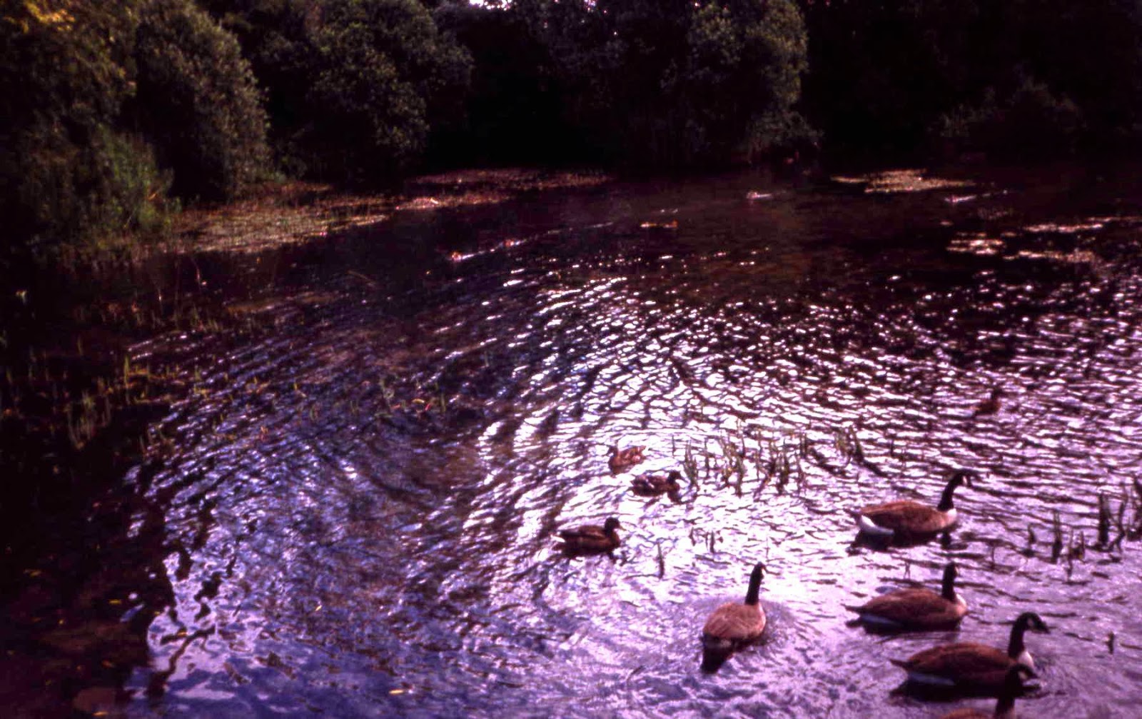 Roy's blog: CURIOUS ANIMAL STORIES - Miscellaneous 1