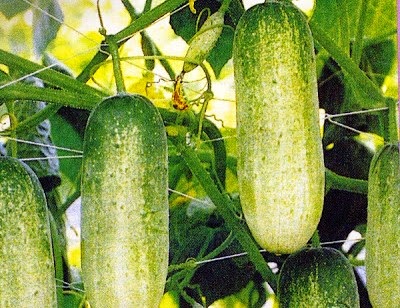 Cara Budidaya Timon Aceh - Info Desa