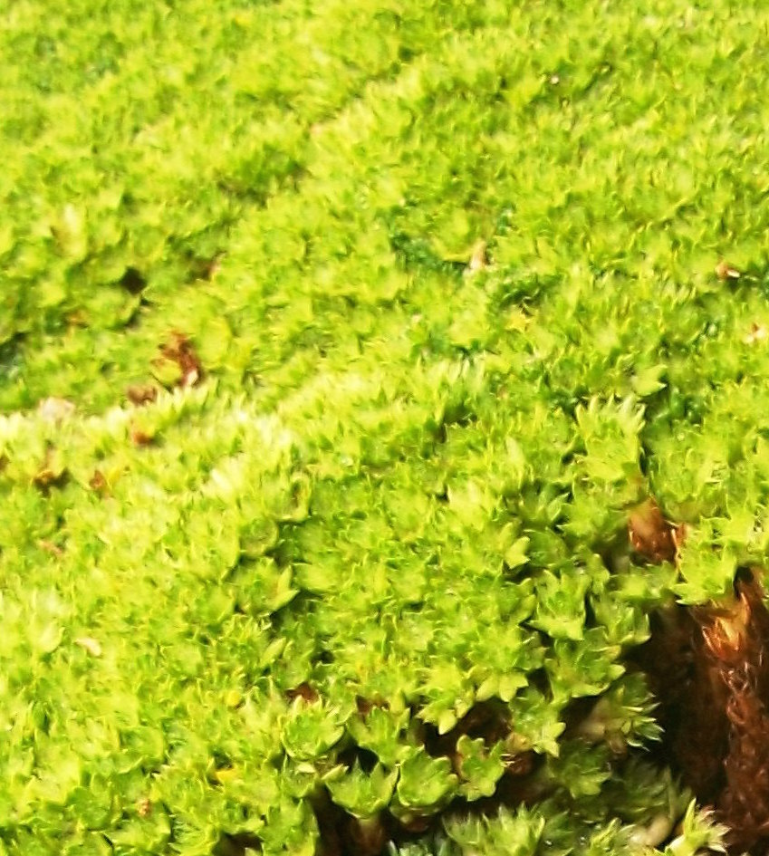 Creation - The Written Truth: LLARETA, AZORELLA COMPACTA, CANOPY, DENSE ...