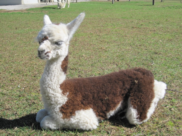 Northern Solstice Alpaca Farm: North American Alpaca Show