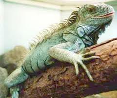 Corazón de Arena: Fauna de Quintana Roo