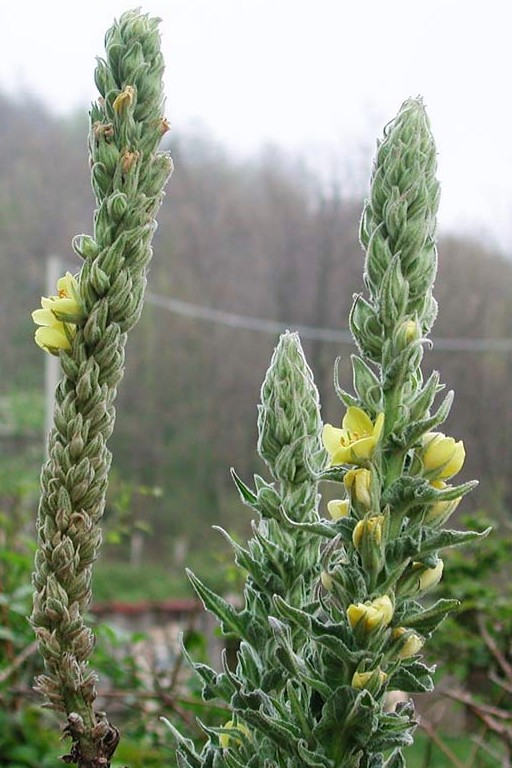 Growing Hermione's Garden: Verbascum thapsus - Great Mullein