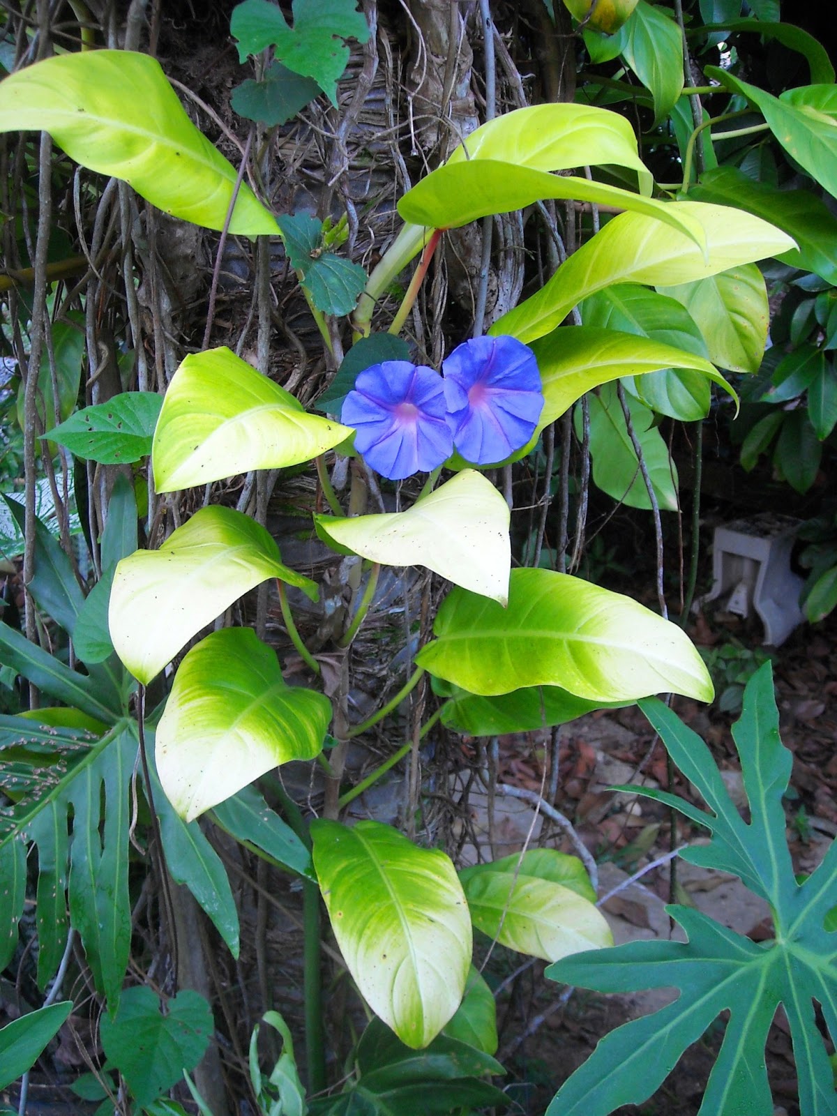 Bunga Seri Pagi (Asagao)