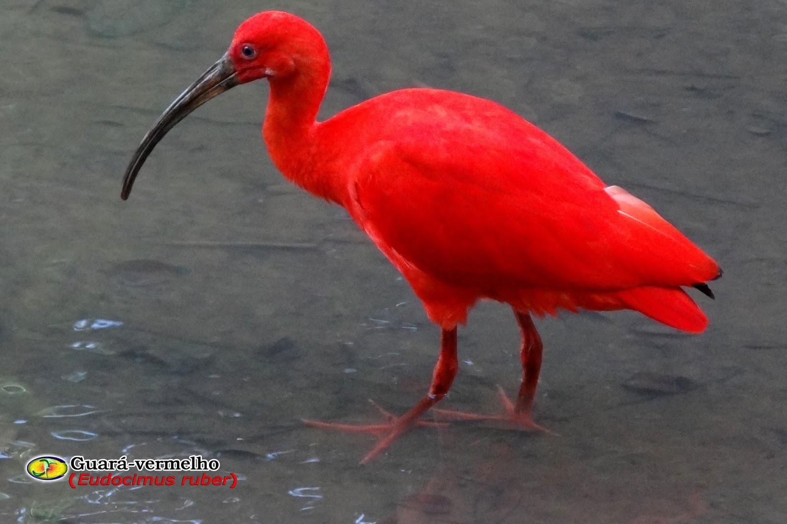 ORNITOLOGIA: Guará-vermelho (Eudocimus ruber)
