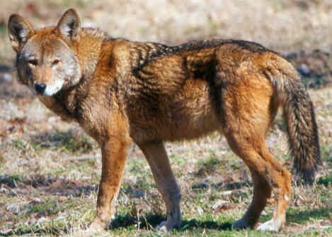 The Red Wolf | Animals Facts & Latest Profile | All Wildlife Photographs