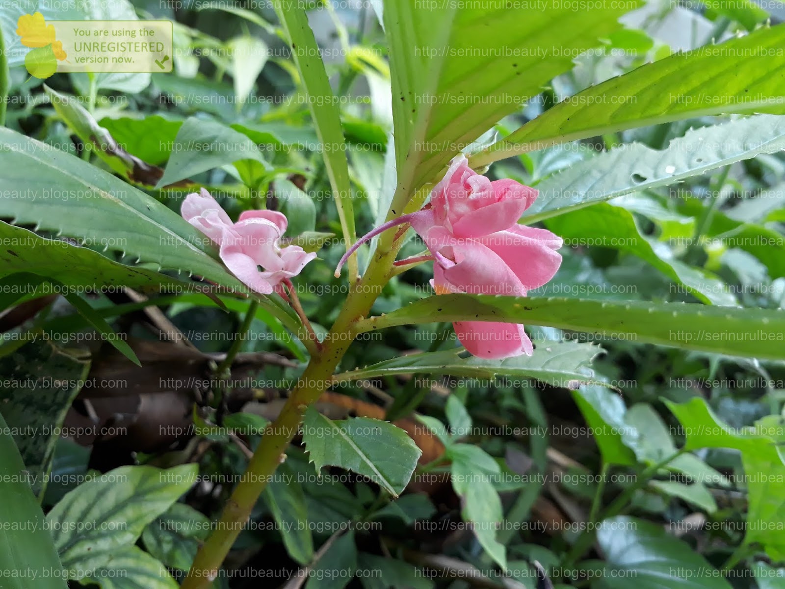 Healthy Nurul Beauty: The look of soft pink bunga keembong (garden ...