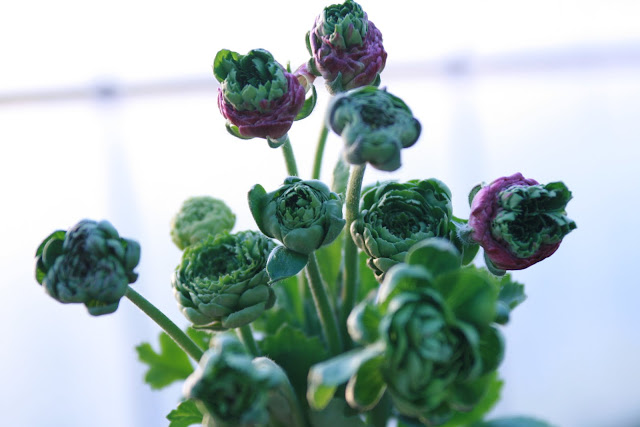 Super Green Ranunculus ! - Floret Flowers