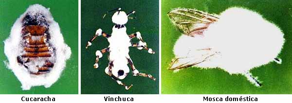 PROYECTO DE INVESTIGACION (PLAGAS): CONTROL DE PLAGAS CON HONGOS ...