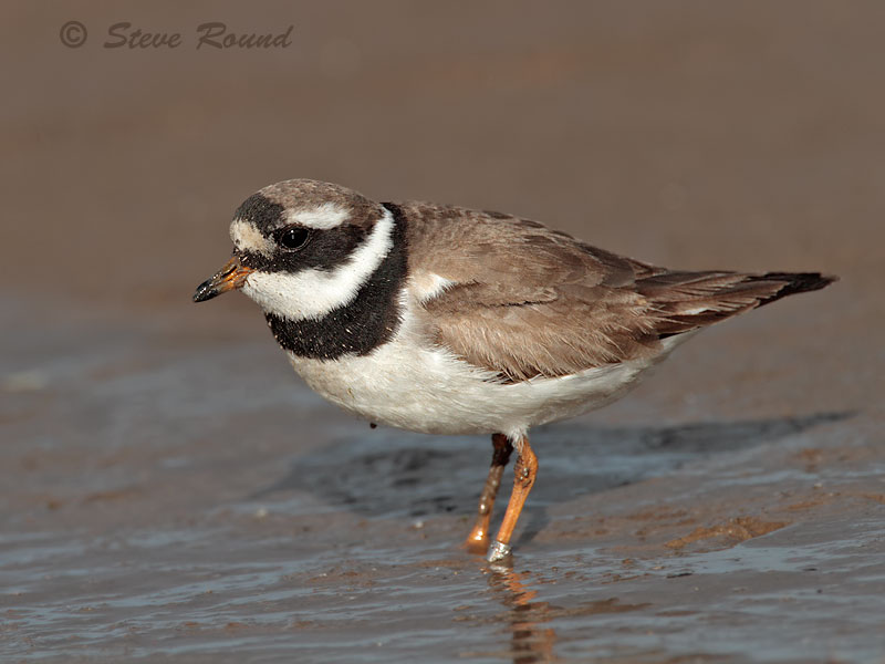 Steve Round Wildlife Photography: Ringed Plovers