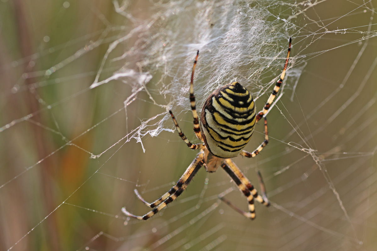 DOMMELVOS NATUURFOTOGRAFIE: Wespenspin werkt aan nageslacht