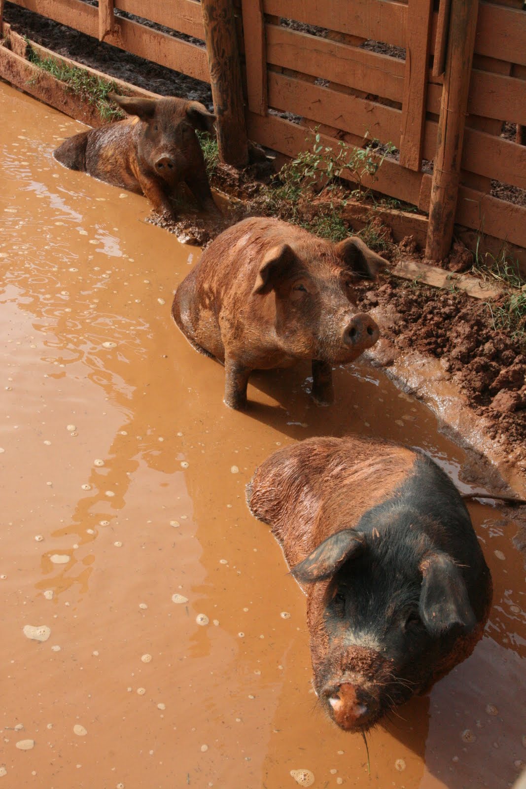 Faith Farm Foods: Muddy Pig Paradise