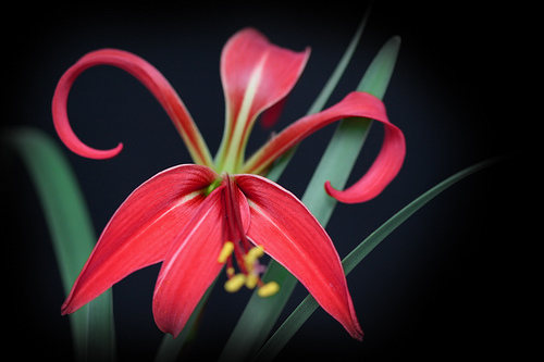 Medicina para el alma: LA FLOR DE LYS