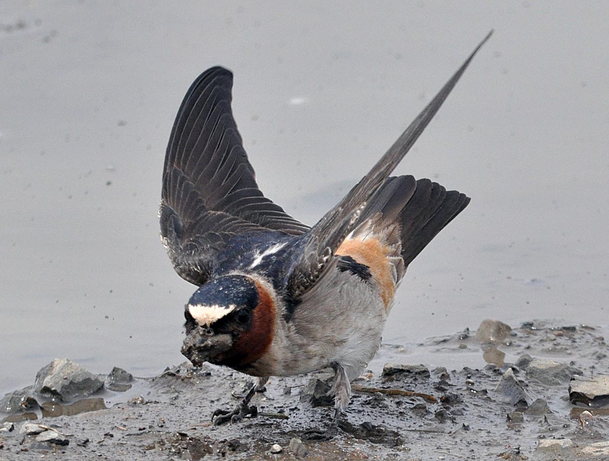 Northwest Nature Notes: SWALLOWS ON CLIFFS AND BRIDGES