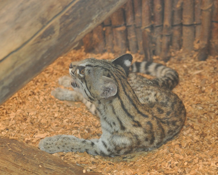 ZOOTOGRAFIANDO (6.100 ANIMALS): ONCILLA NORTEÑA / NORTHERN ONCILLA ...