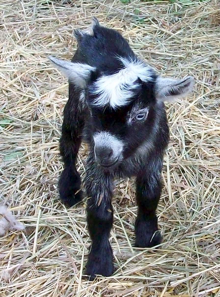 Homestead Roots: Meet the baby goats!!!