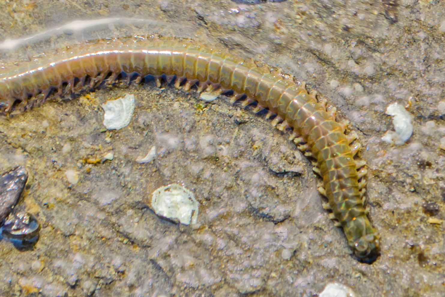 Wanderin' Weeta (With Waterfowl and Weeds): Just worms. Beautiful worms.