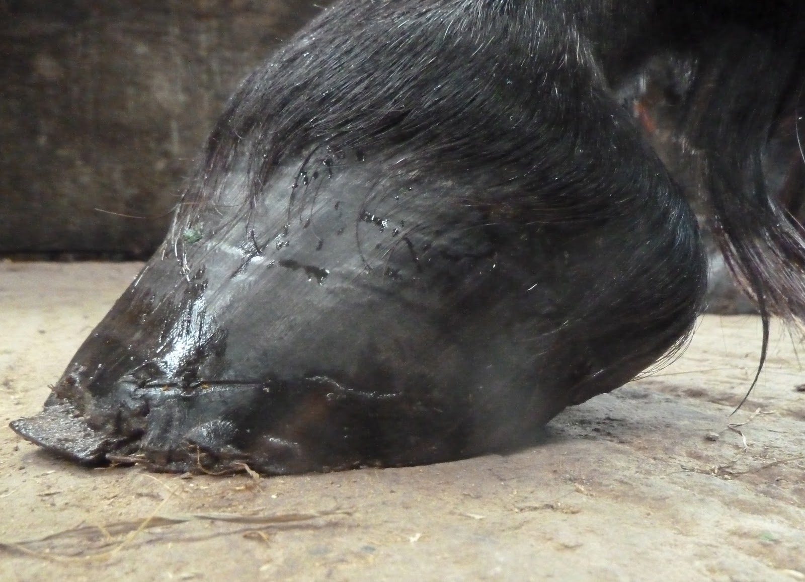 Rockley Farm: Fast changes - dynamic hooves over a month