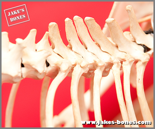 My finished rearticulated fox skeleton ! : Jake's Bones