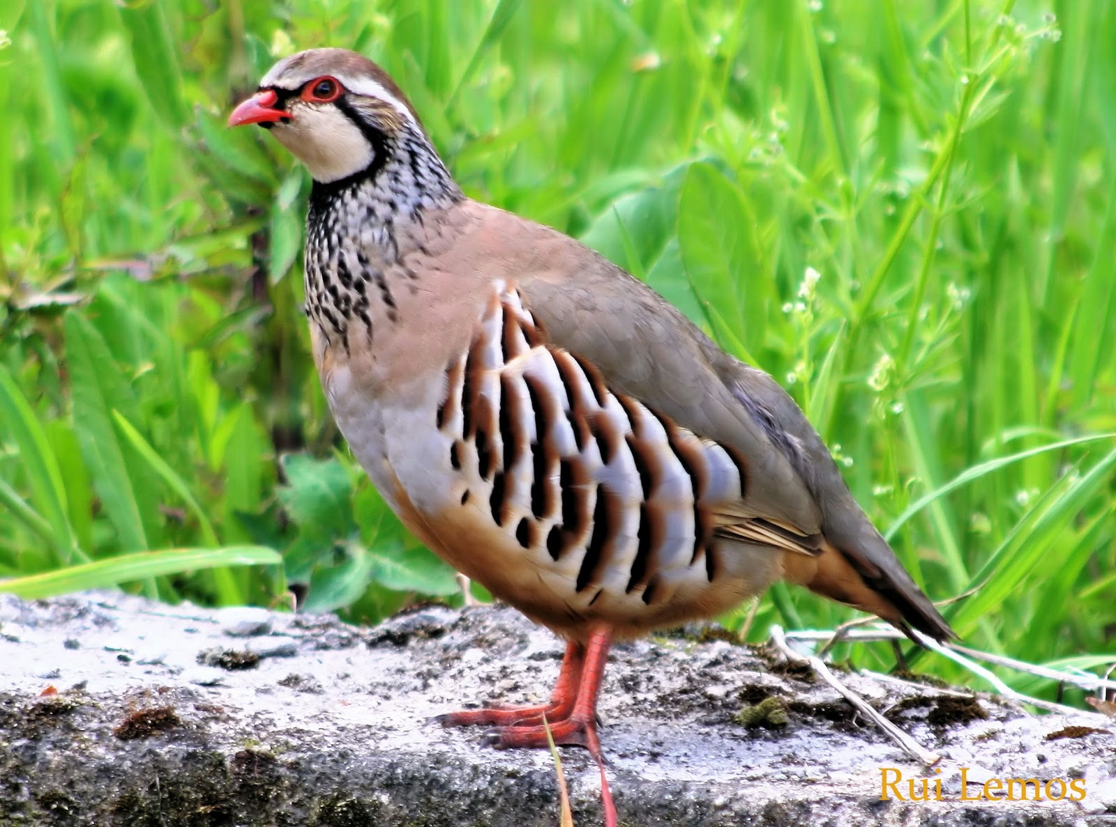 FAUNA E FLORA DO MINHO: PERDIZ-VERMELHA (Alectoris rufa)