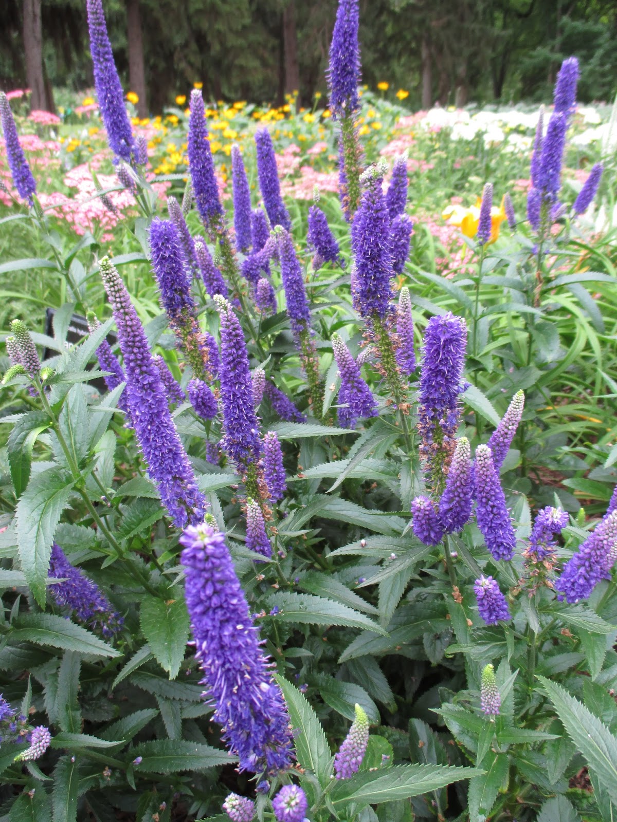 Vivid Veronicas - Rotary Botanical Gardens
