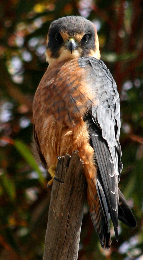 All Australian Falcons - minus 1